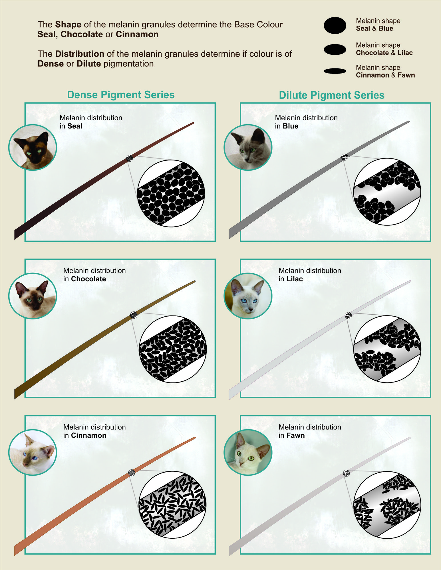Genetics of Coat Colour and Pattern :: Tonkinese Cats & Kittens Queensland